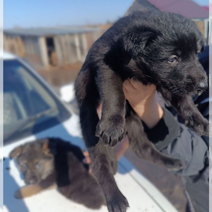 Немецкая овчарка, щенок