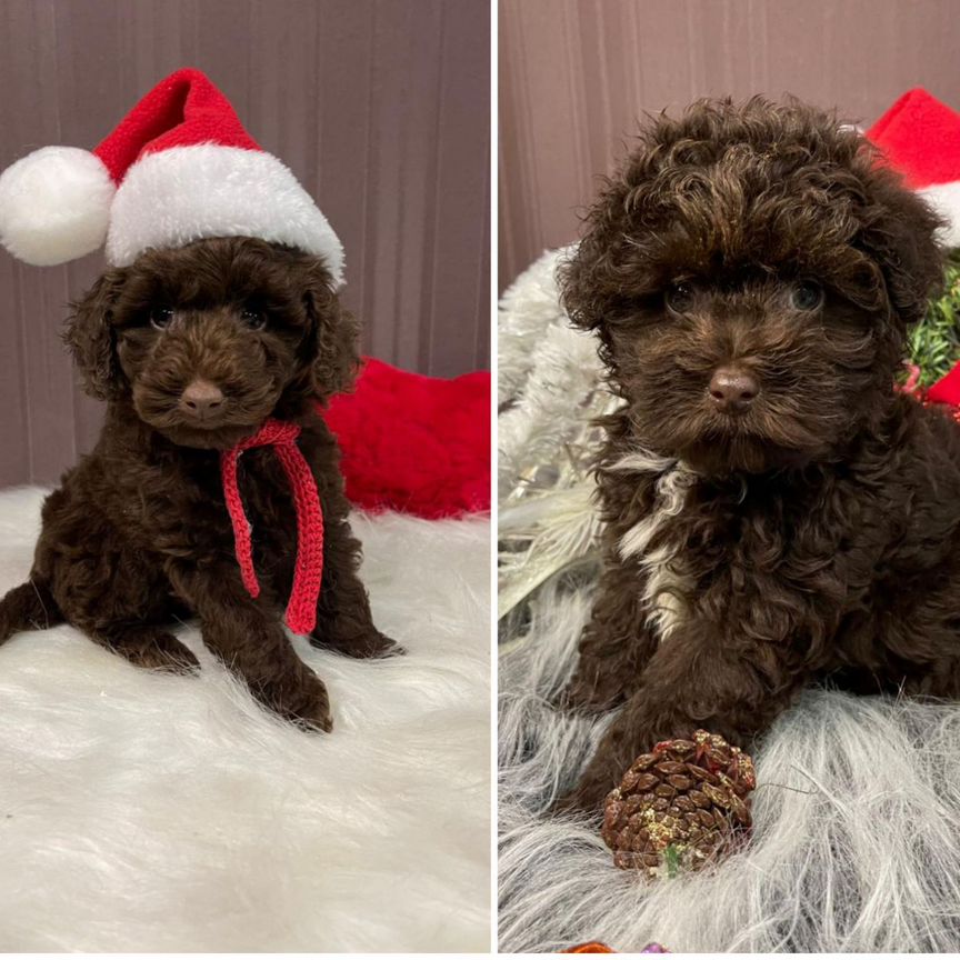 Мальтипу, щенок