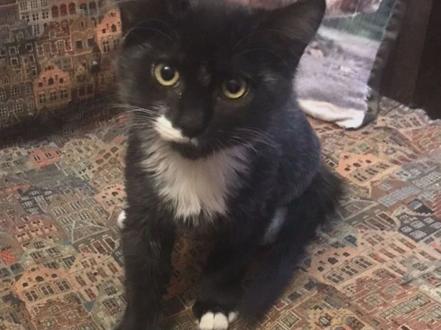 Котенка подкинули к подвалу. Нужен дом