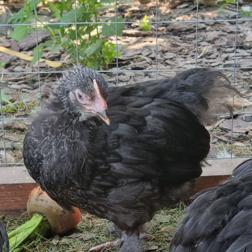 Молодые петушки