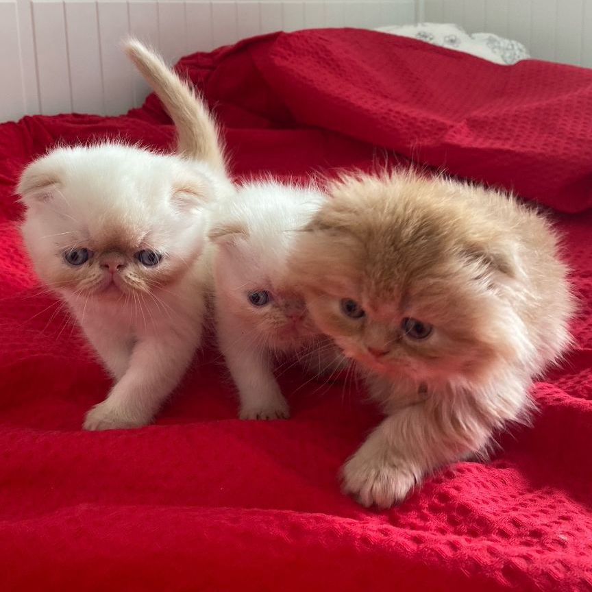 Персидский котёнок