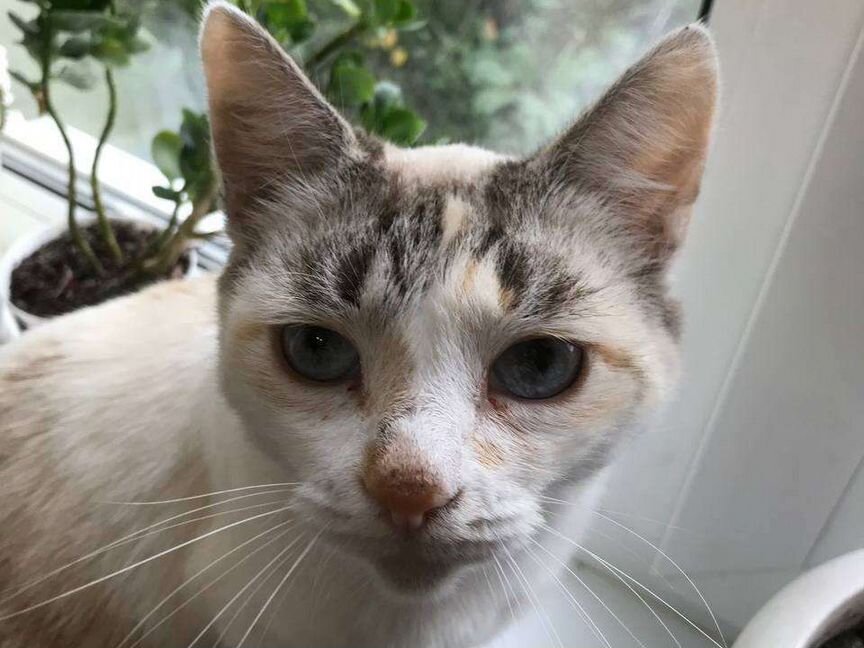 Кошечка ищет новый дом