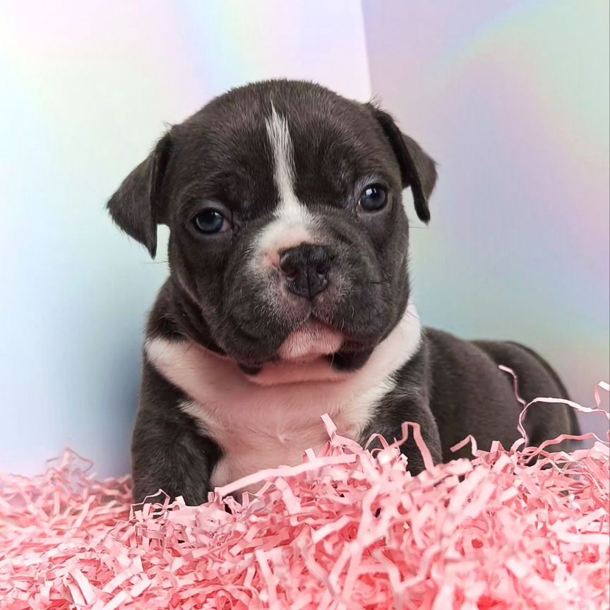 Булли покеты