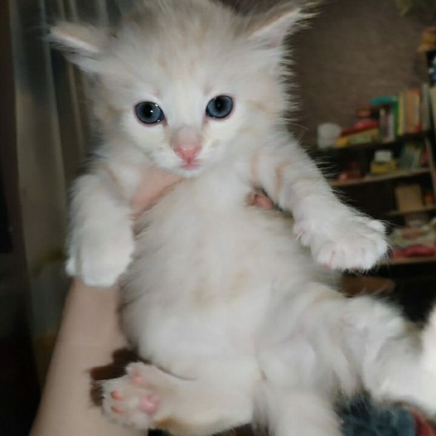 Котенок