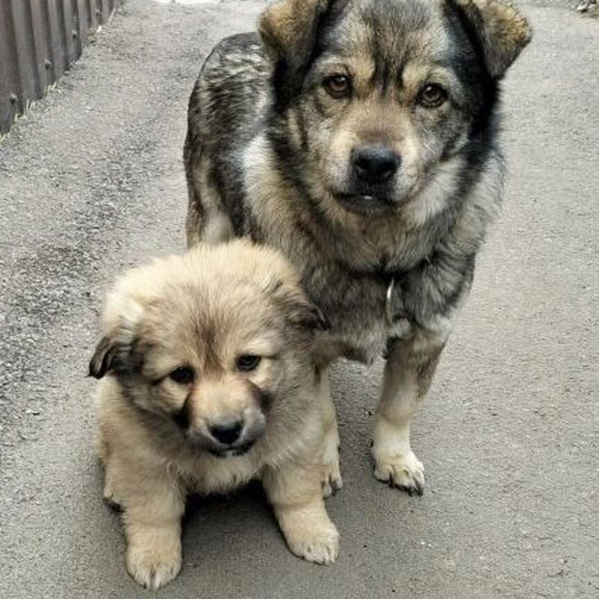 Щенок в добрые руки