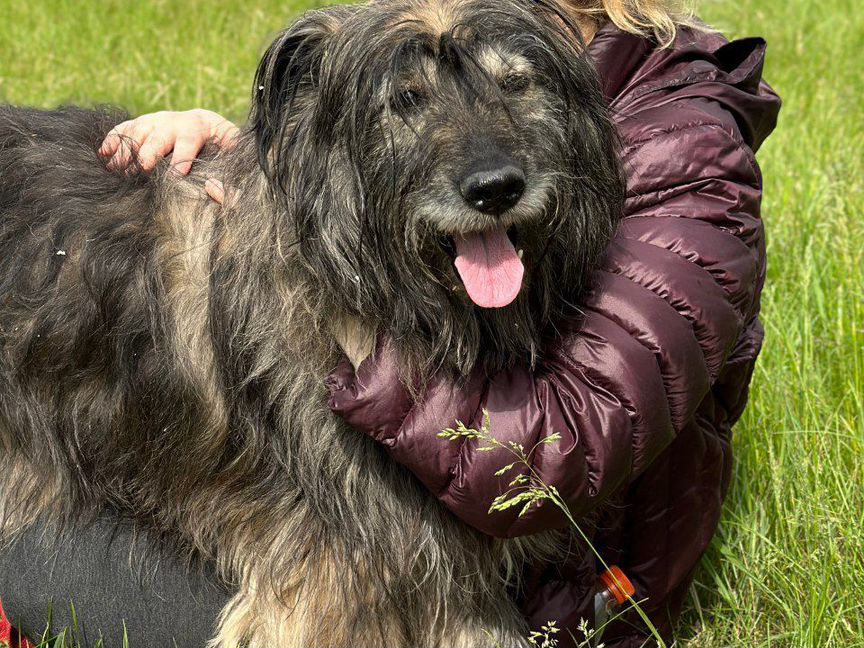 Милый старый пес Рэкс пропадает в приюте