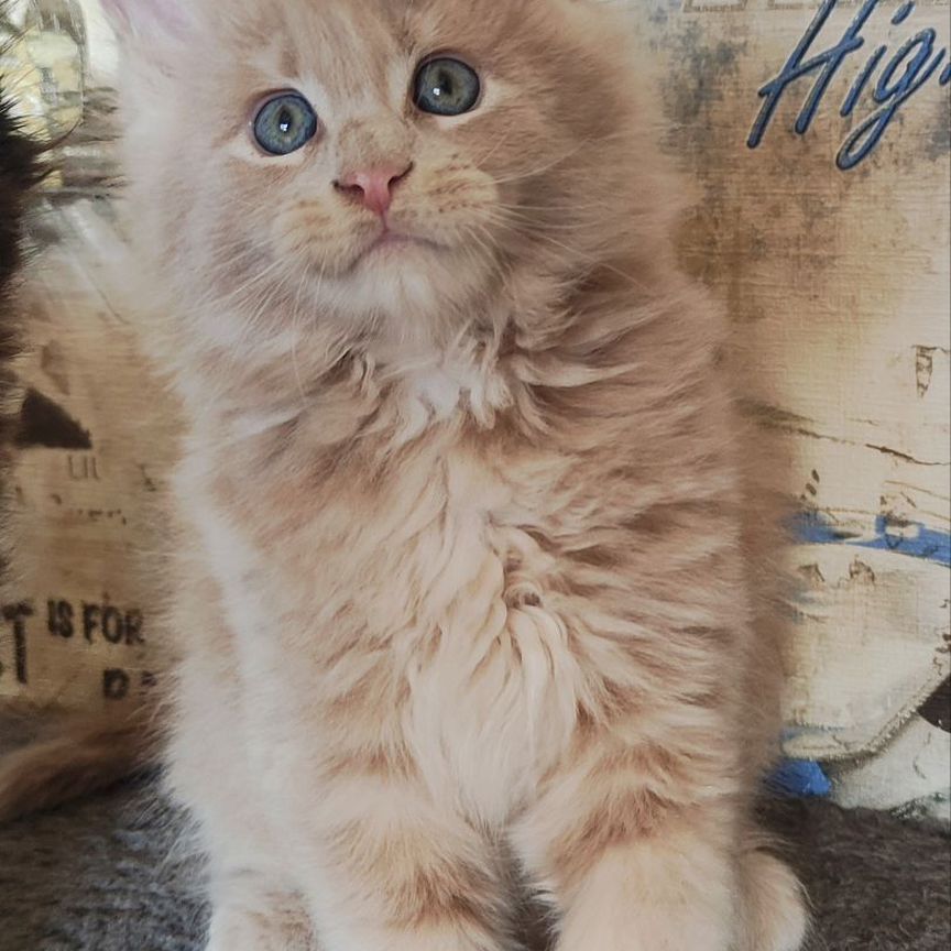 Чистокровный кремовый мейн-кун