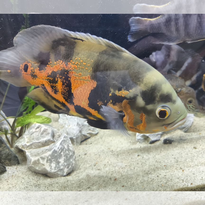 Аквариумные рыбки цихлиды