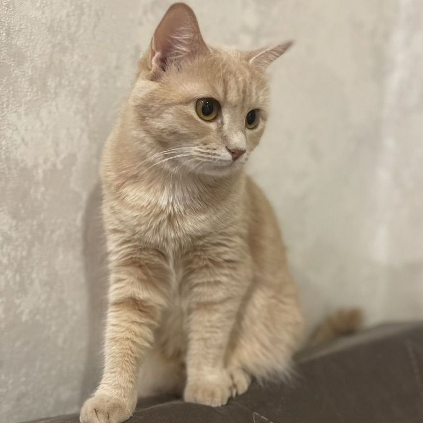 Сибирская, взрослая кошка