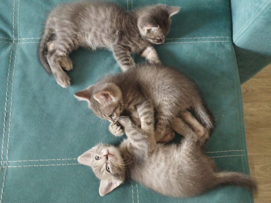 Котята в добрые руки
