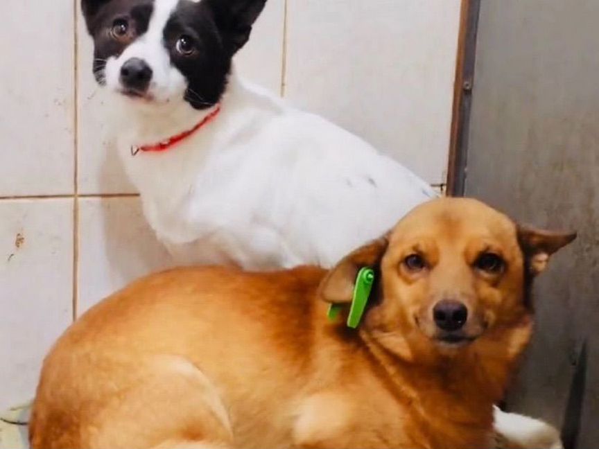 Маленькая собака в добрые руки