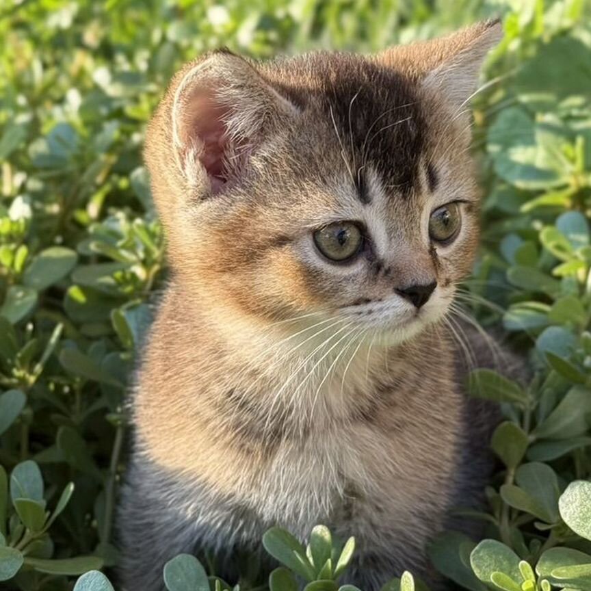 Котята шотландская золотая шиншилла