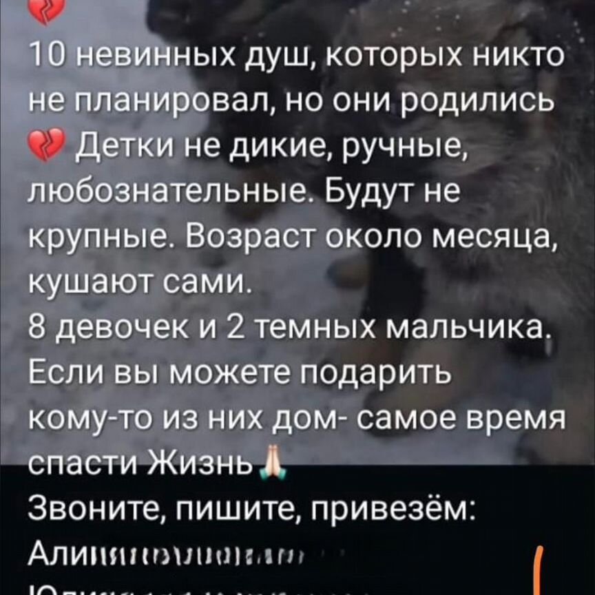 Щенки мальчики и девочки)