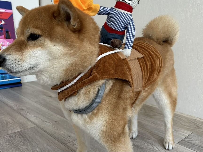 Костюмчик для собаки