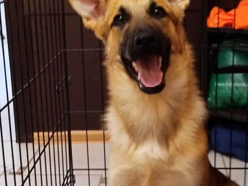 Солнечная щенуля Найдуся 4 мес