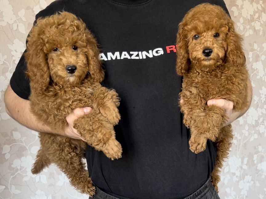 Щенки карликового пуделя