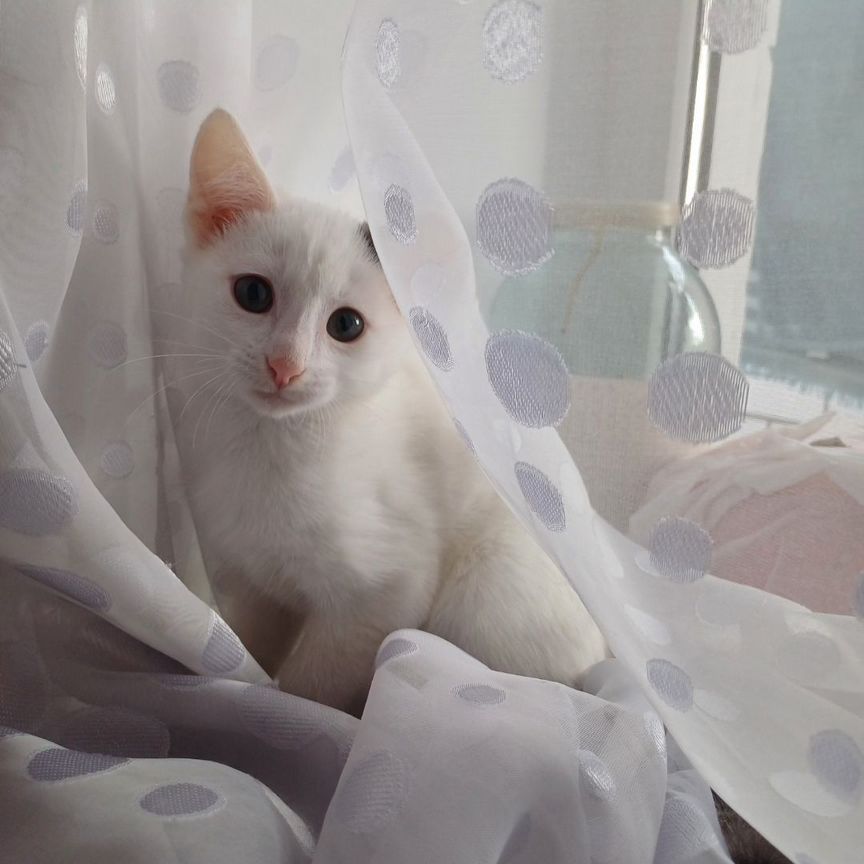 Котята ищут любящую семью