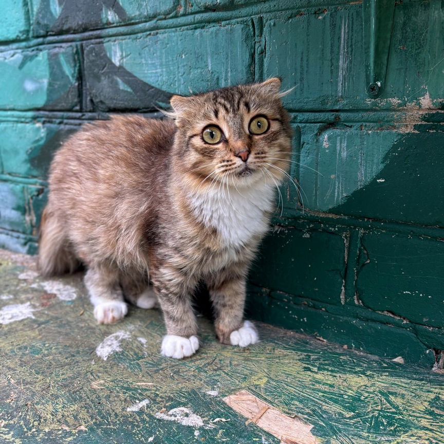 Котик Марик