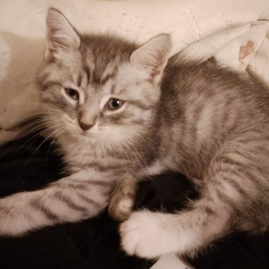Котята в добрые руки бесплатно мальчик и девочка