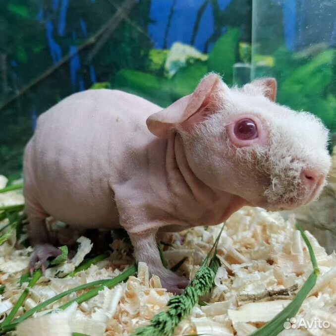 Морская свинка скинни