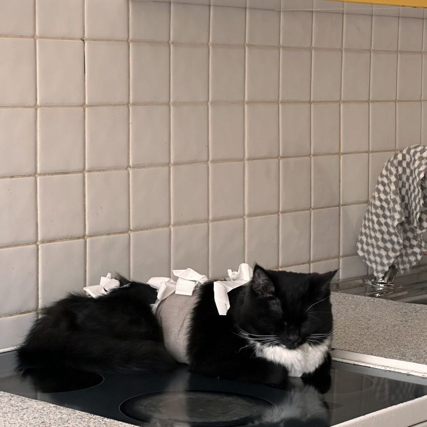 Кошка девочка бесплатно