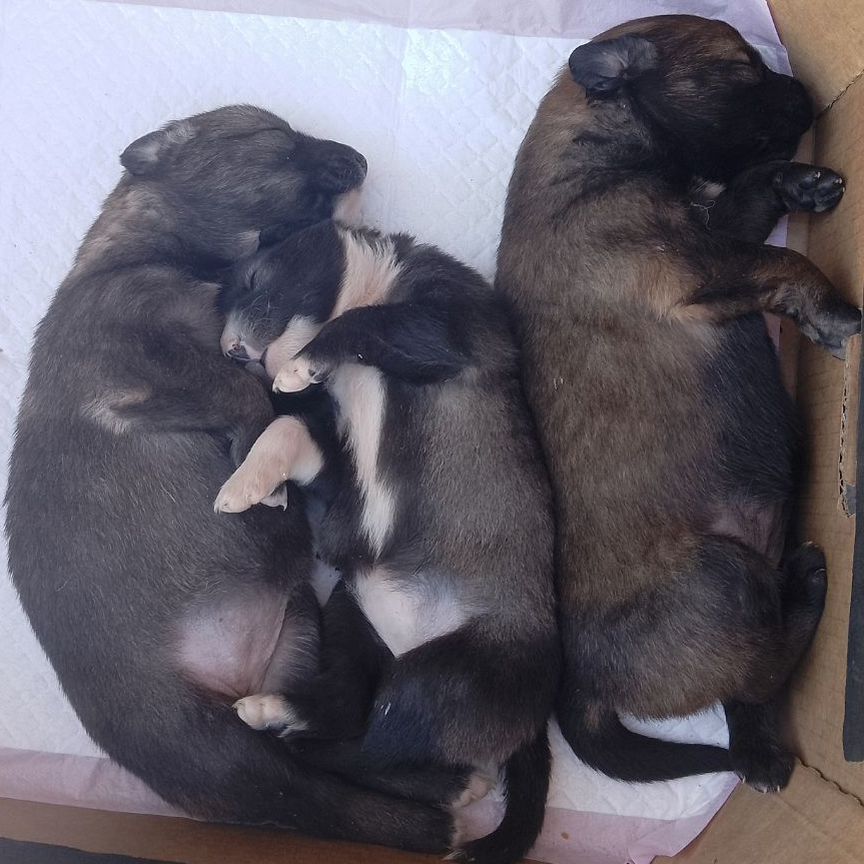 Щенок в добрые руки