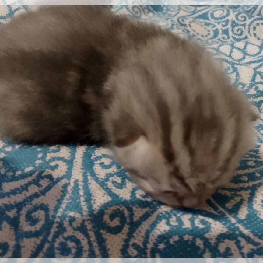 Шотландский вислоухий короткошёрстный котёнок