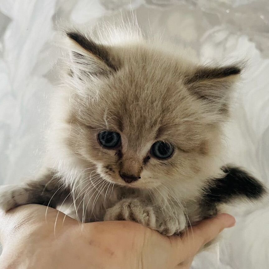 Мы 2 котенка