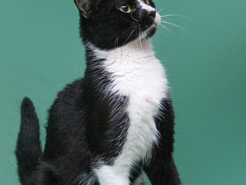 Молоденькая красавица Стеша в добрые руки