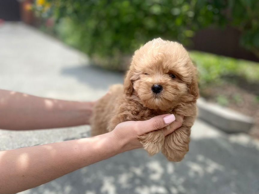 Щенки Мальтипу ф1 мини мальчик