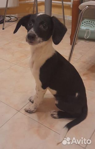 Собака в добрые руки щенок