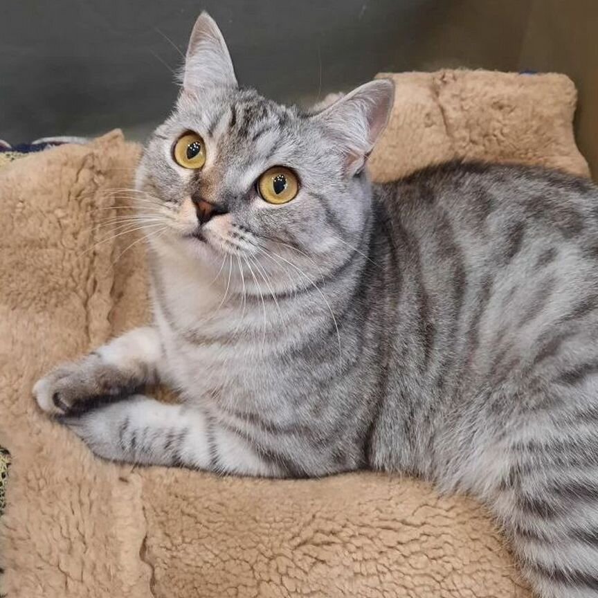 Британская длинношёрстная, взрослая кошка