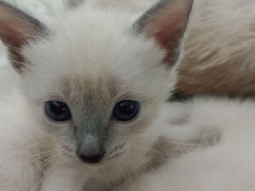 Сиамские котятки