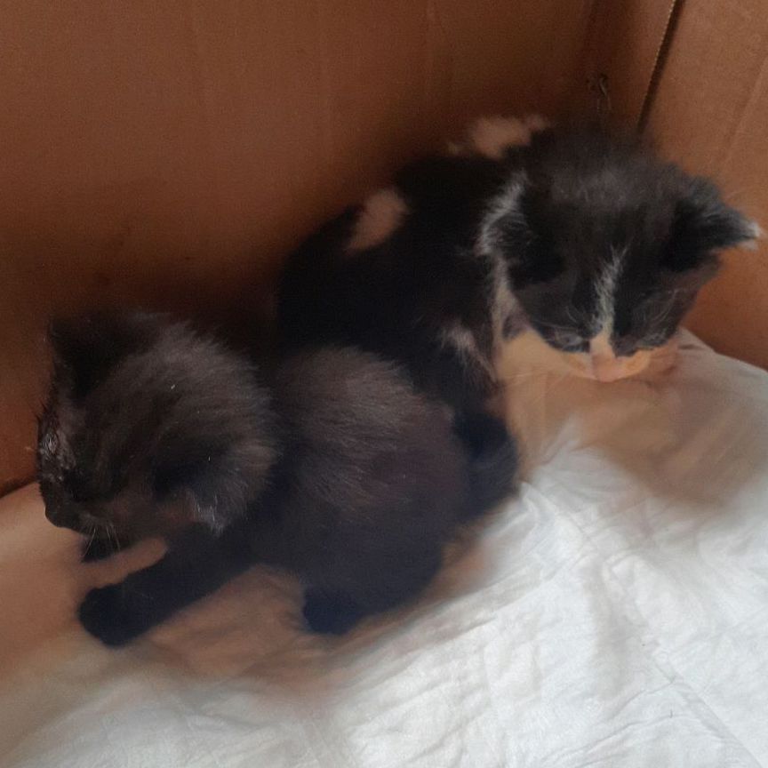 Отдам котят в добрые руки