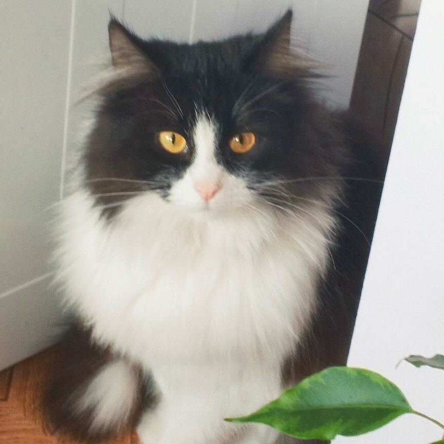 Кошка стерилизованая