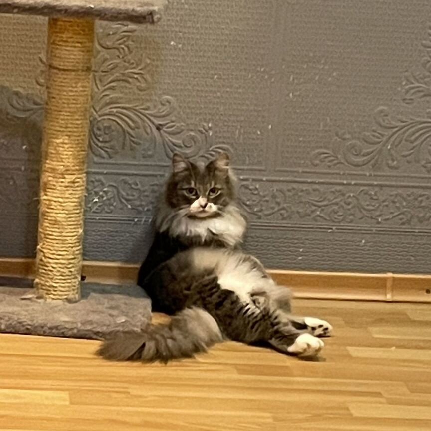 Кошечки ищут дом