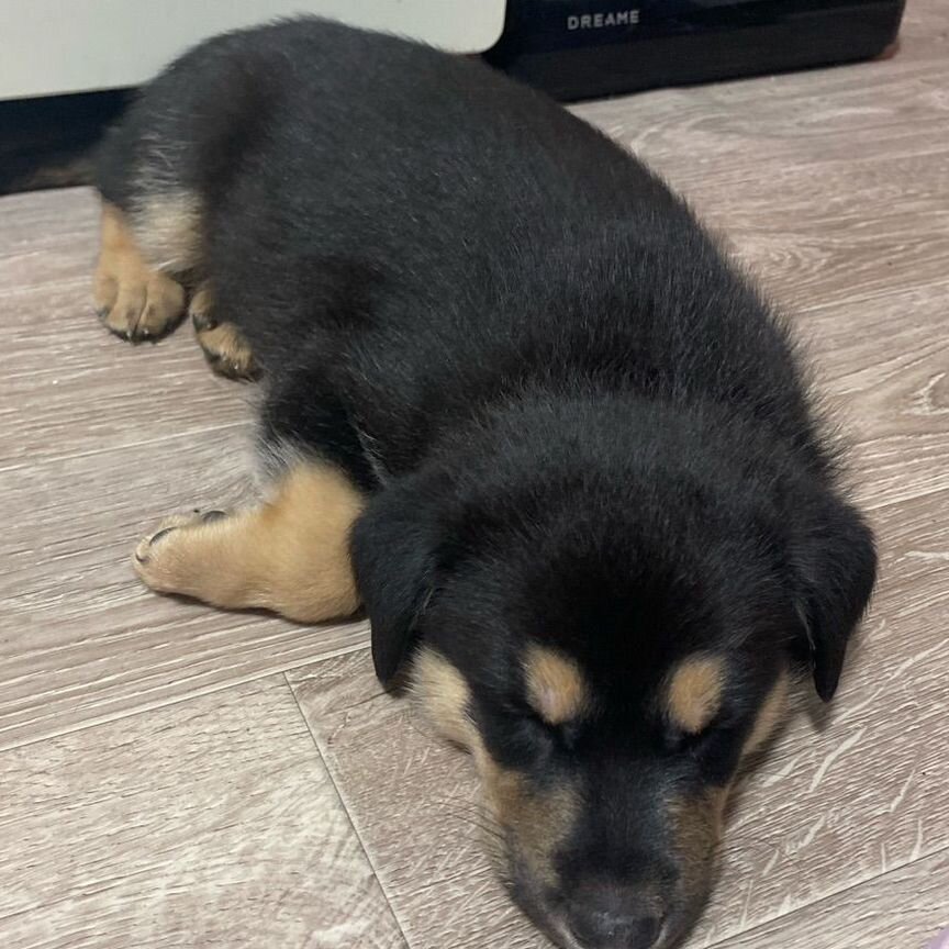 Немецкая овчарка, щенок