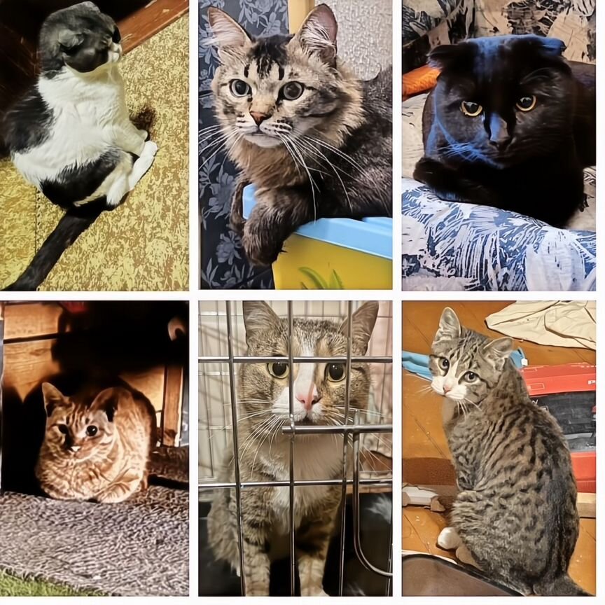 Взрослая кошка в добрые руки