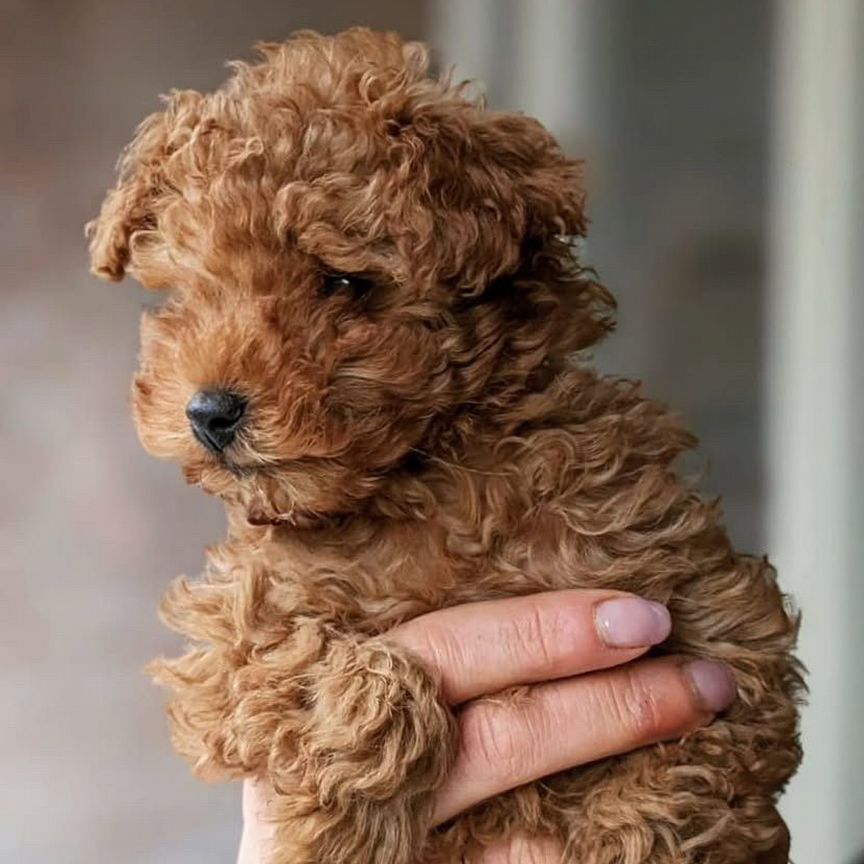 Той-пудель, щенок