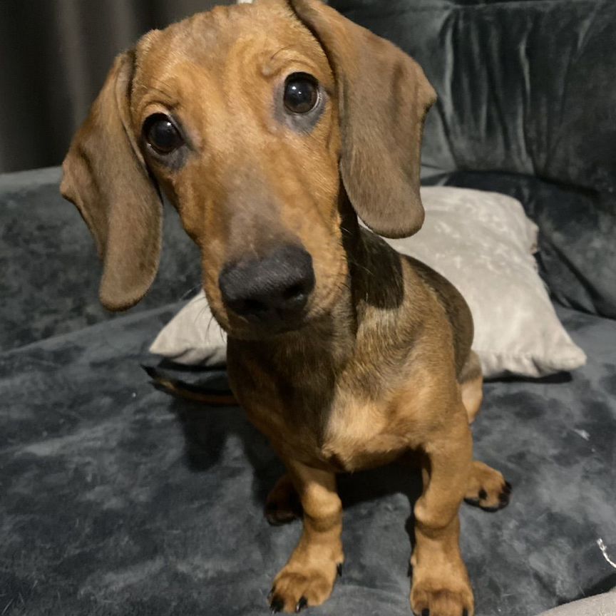 Такса, щенок