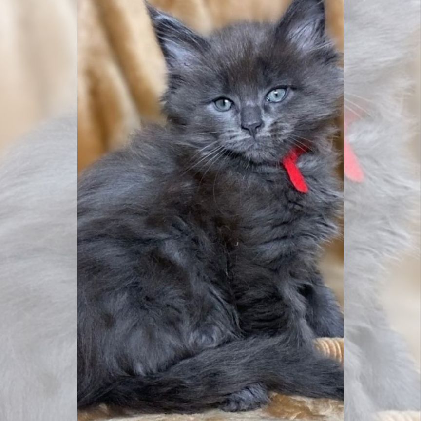 Мейн-кун котёнок