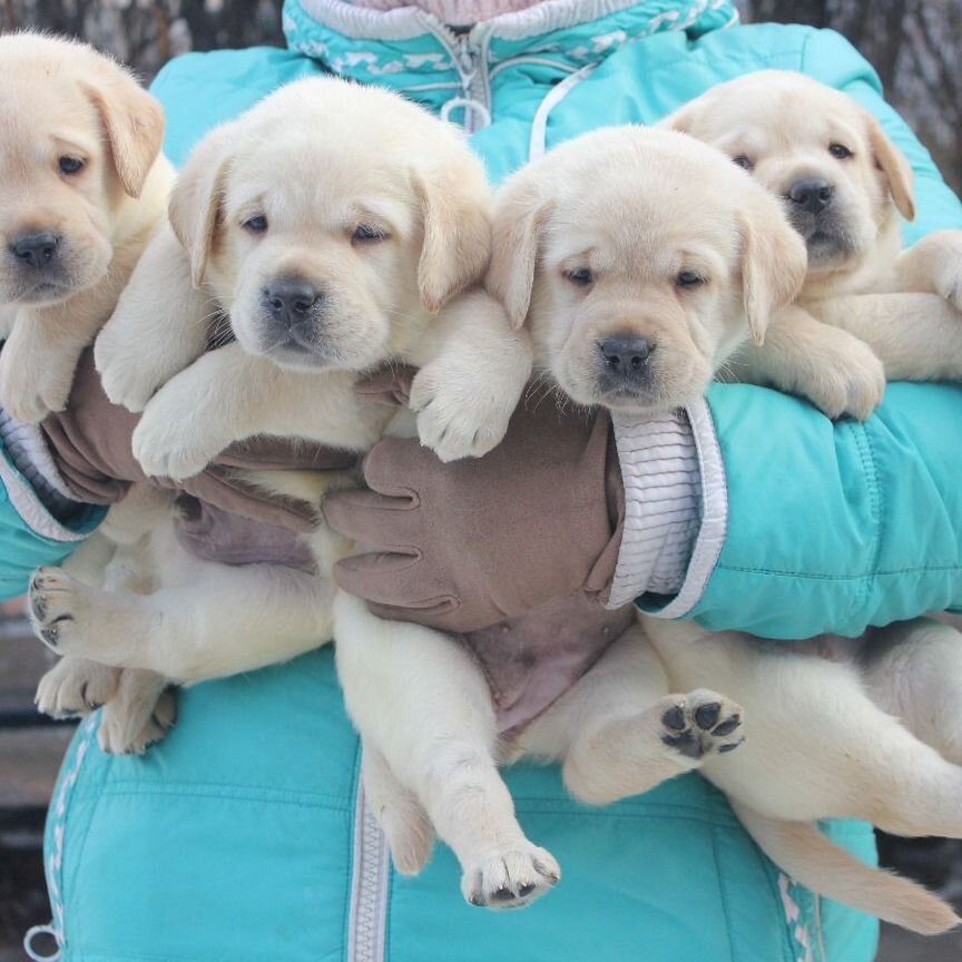 Малышки зефирки