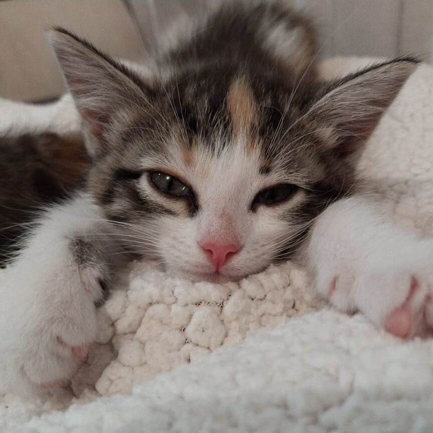 Невский маскарадный котёнок