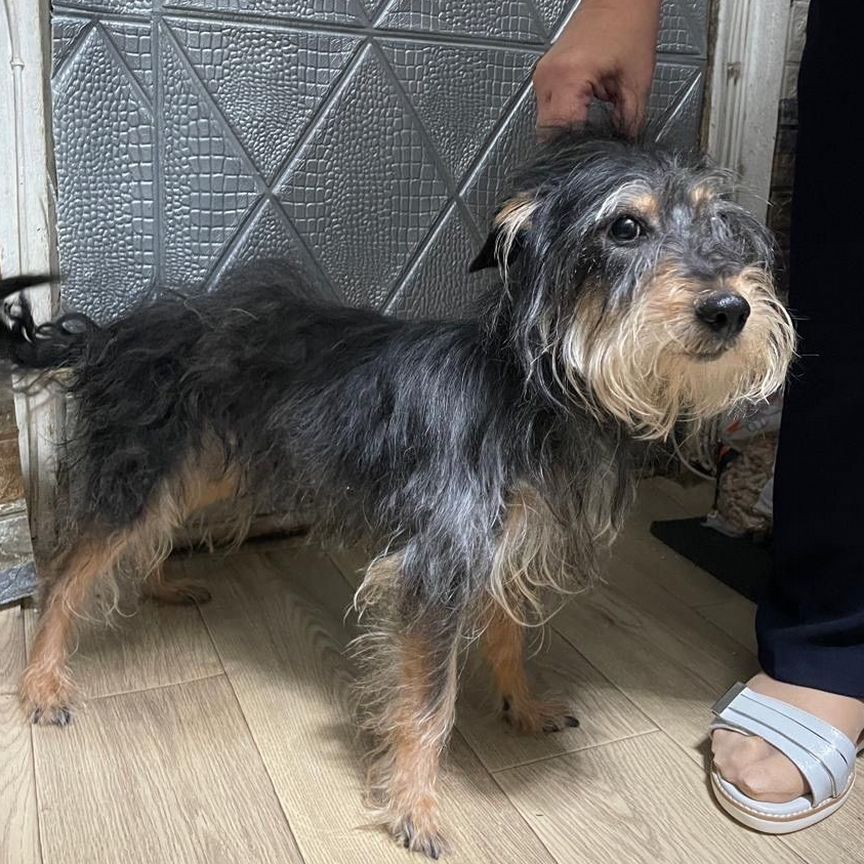 Взрослый пёс в добрые руки