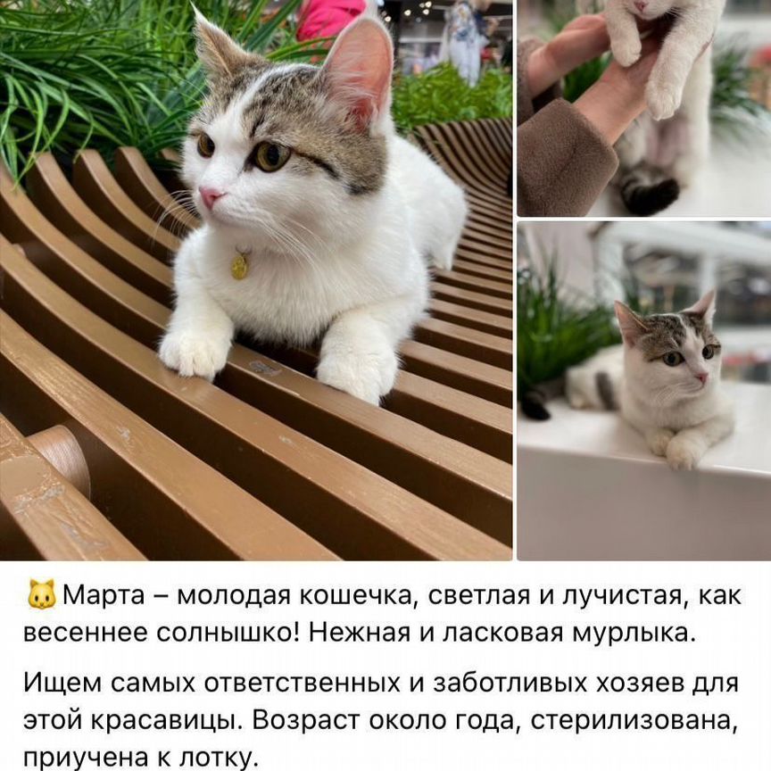 Кошечка в добрые руки