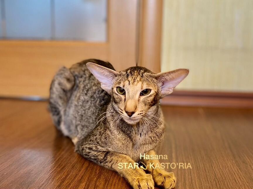Красивая кошка