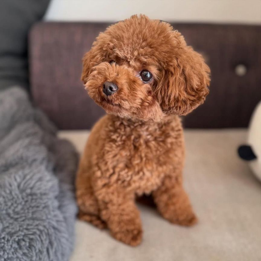 Той-пудель, щенок