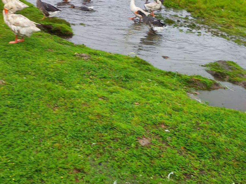 Продаю Гуси и утки