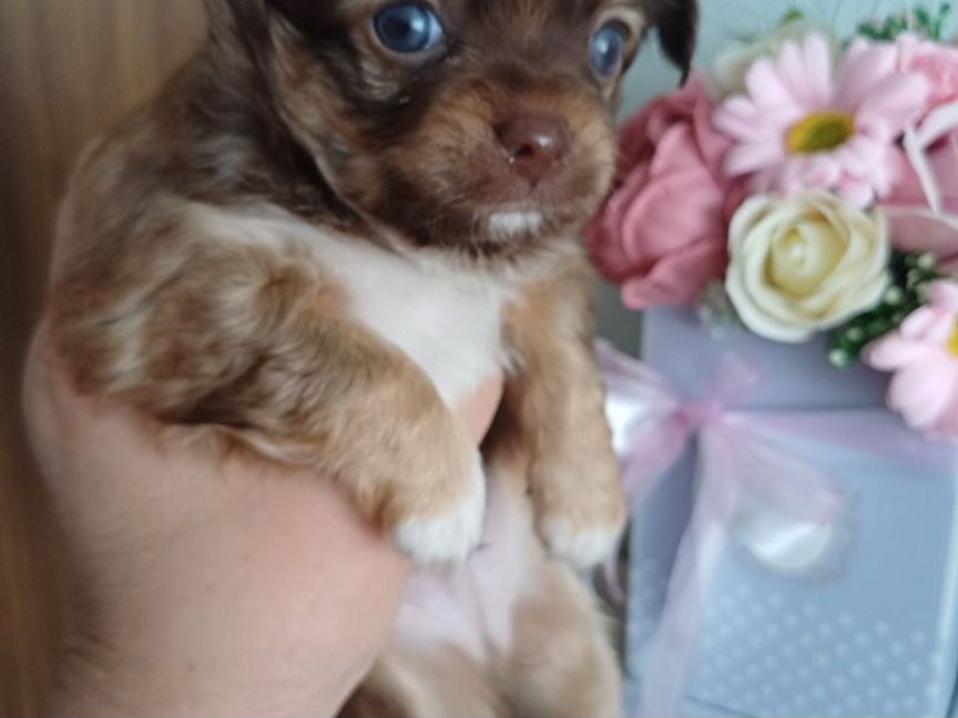 Чистопородные длинношерстные щенки породы чихуахуа