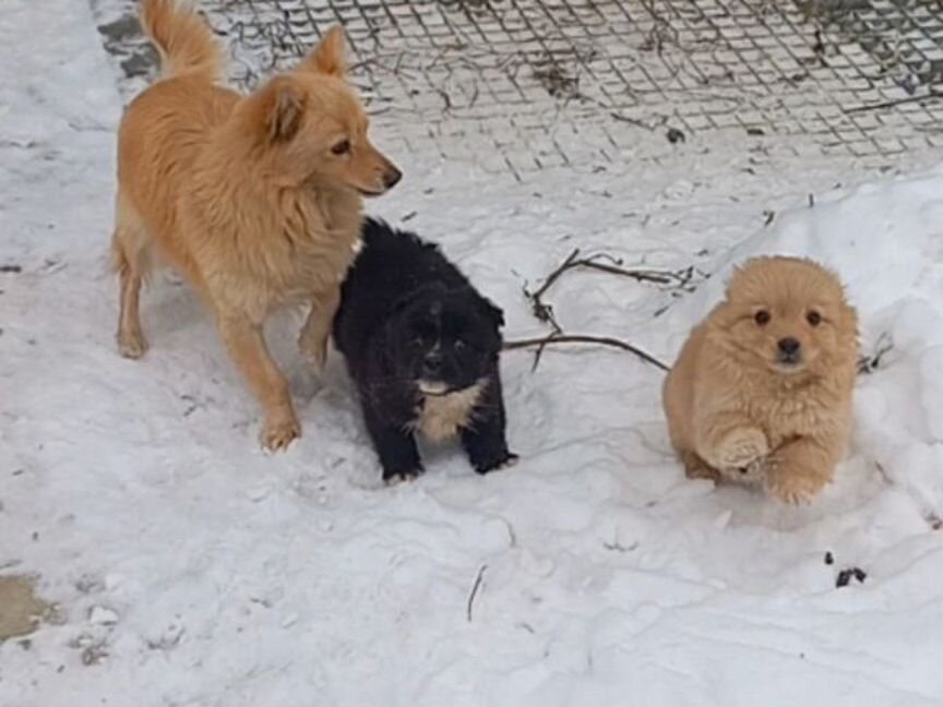 Щенки маленькой дворняжки живут на улице